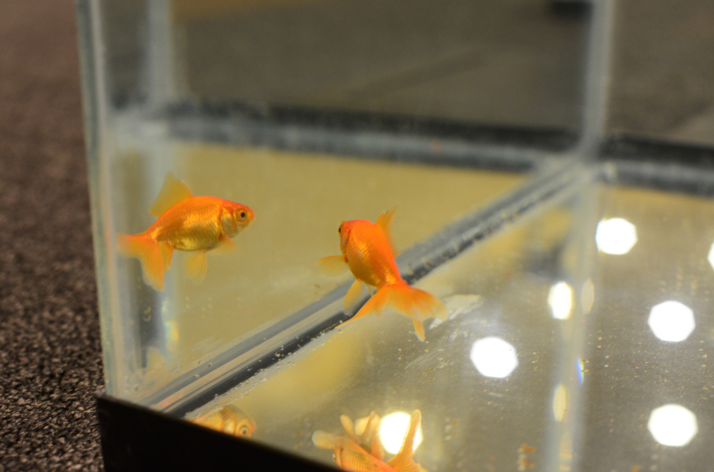 Cornerstone Reflections | Fish Training – Cornerstone Autism Center